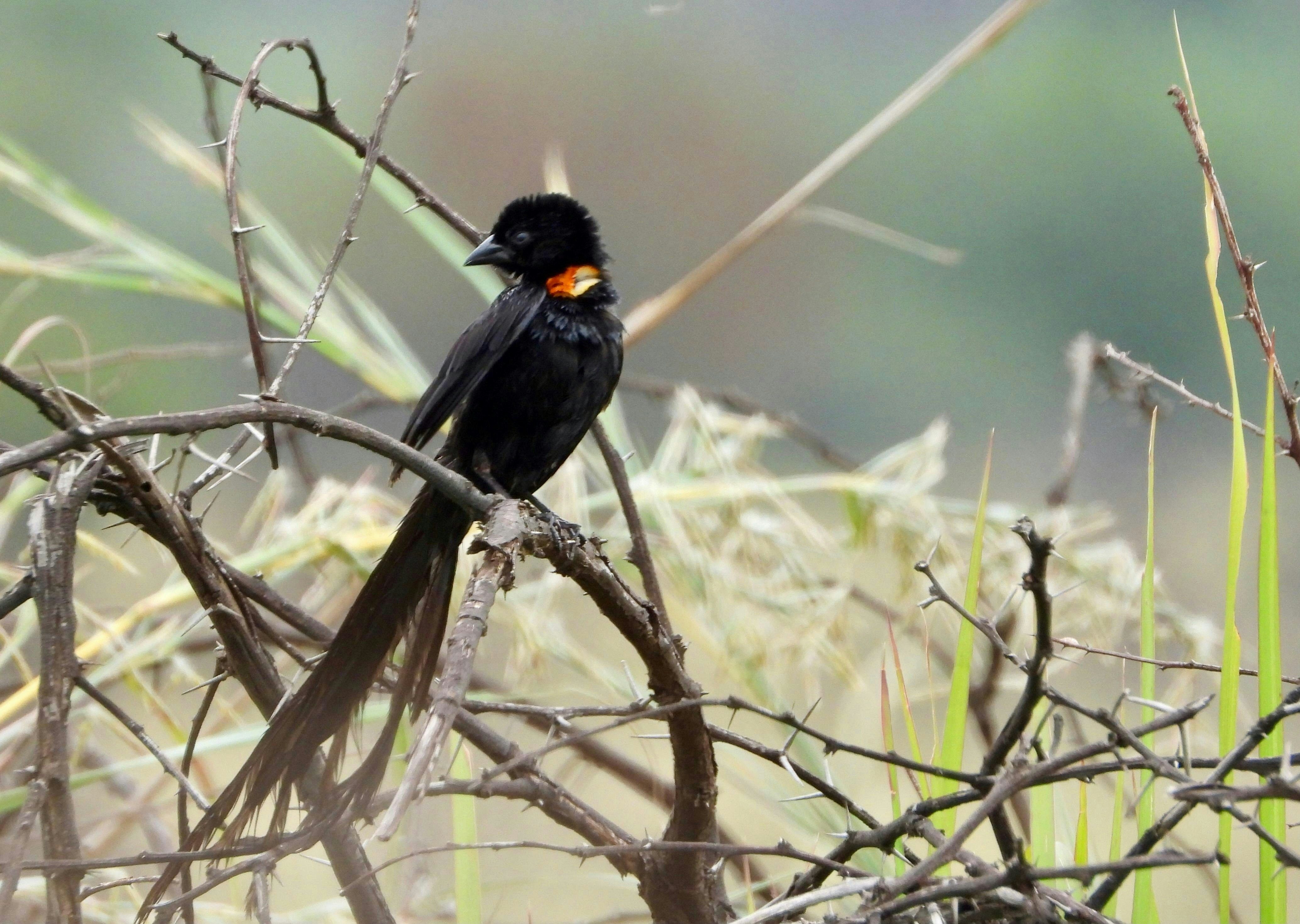 Somabula Natuurreservaat Ballentine Ossewa | Rates