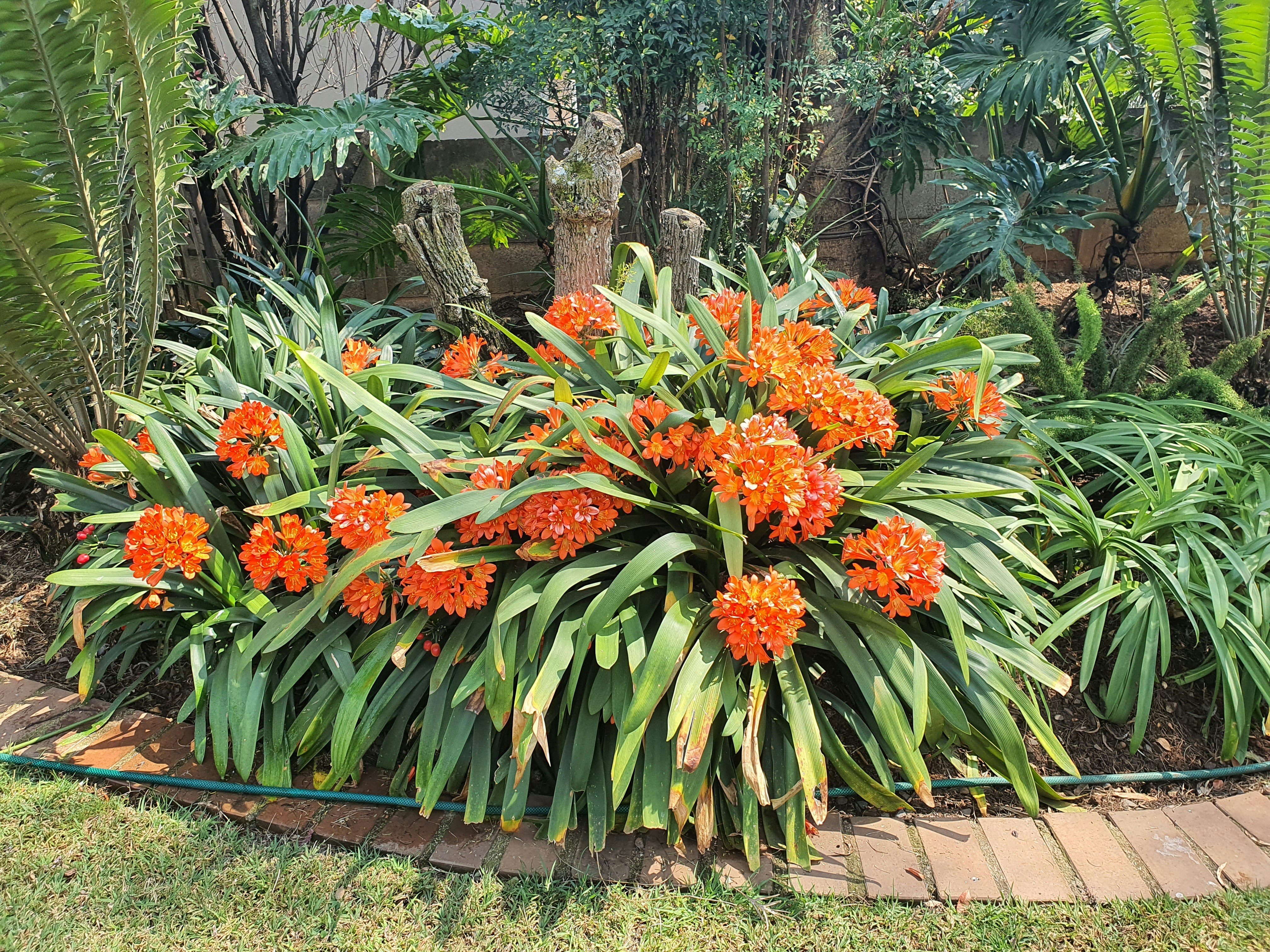 Suikerbos | LekkeSlaap