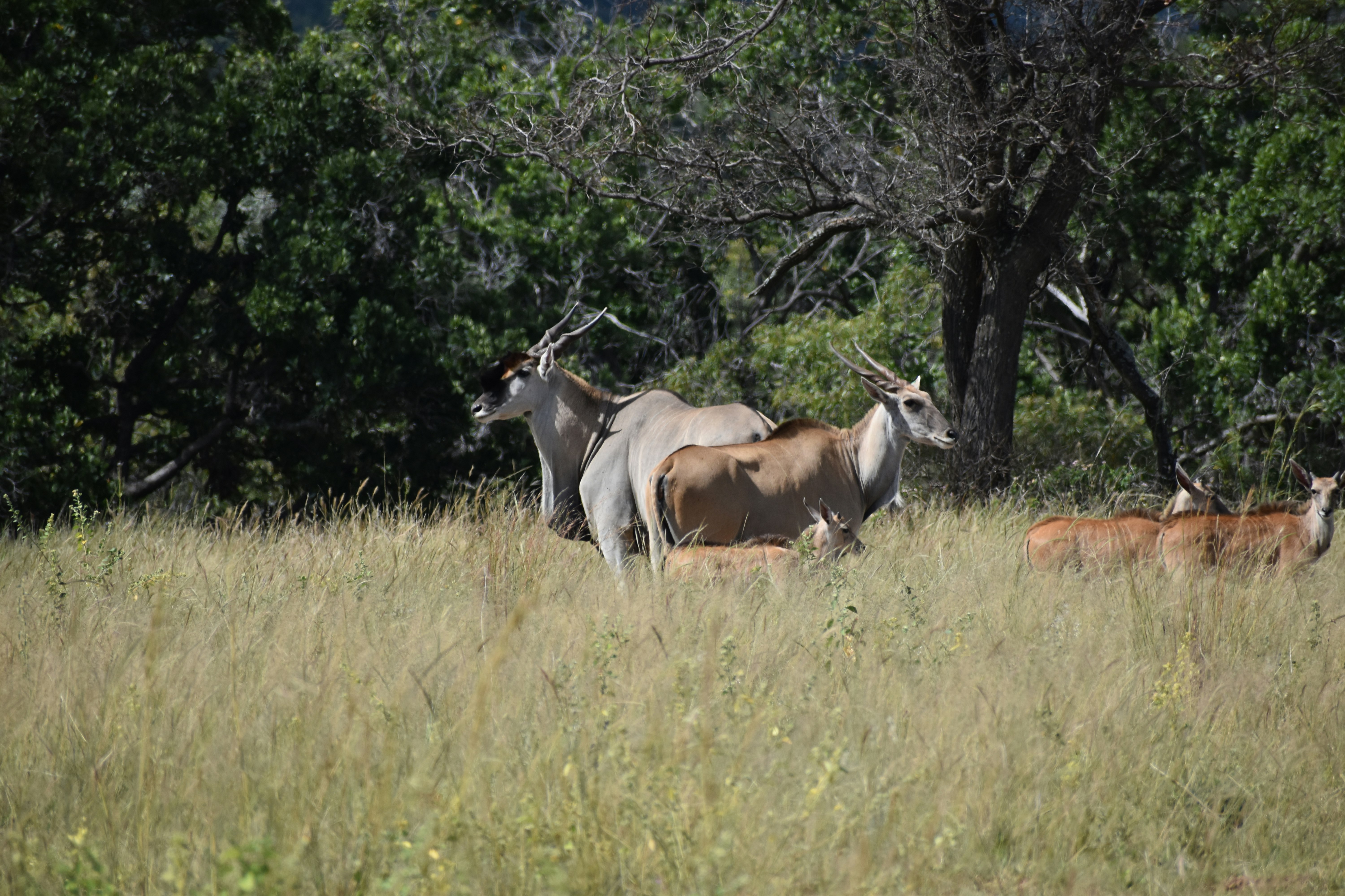 Moletani Game Ranch | LekkeSlaap