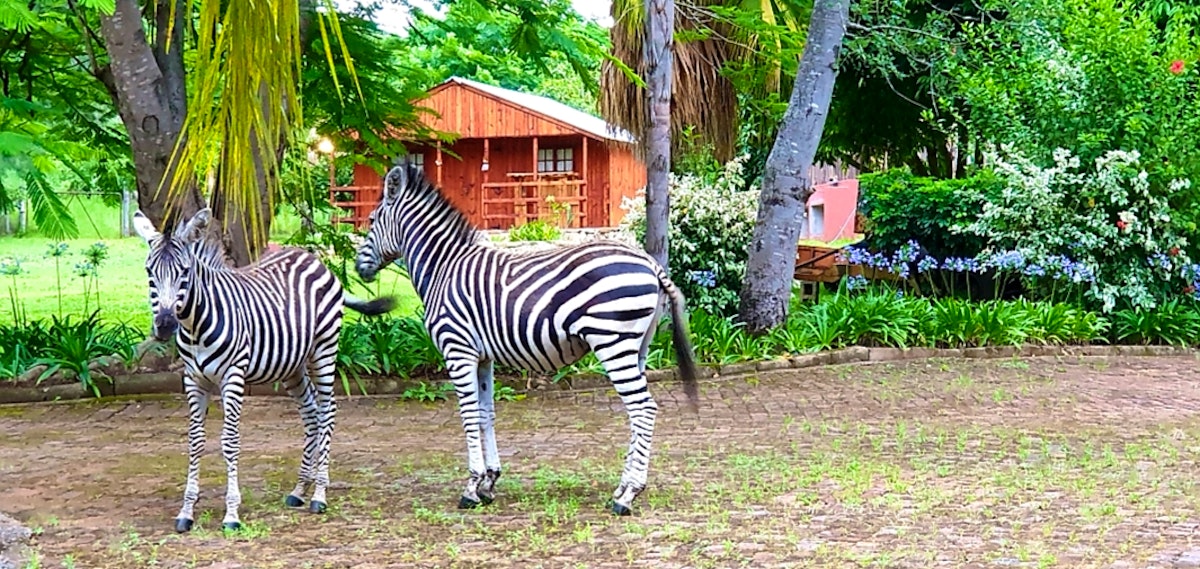 Zebra Rest Cottage and Eco Farm | TravelGround