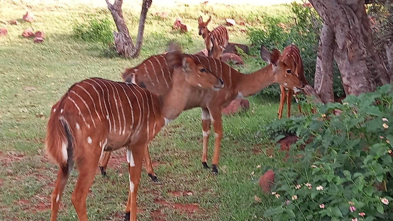 Thaba Monate Game Lodge | LekkeSlaap