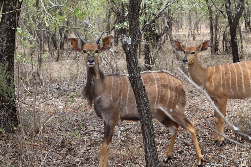 Die Lemoen Plaas Gastehuis | LekkeSlaap