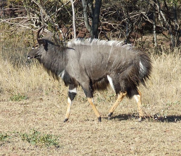 Thaba Monate Game Lodge | LekkeSlaap