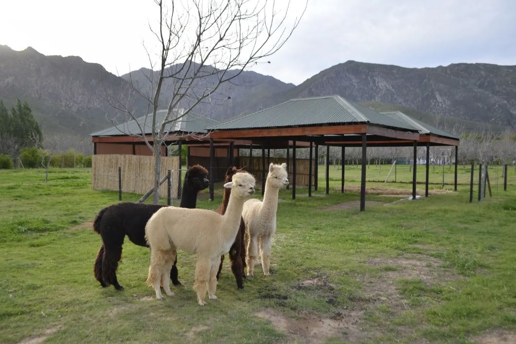 Alpaca Inn | LekkeSlaap