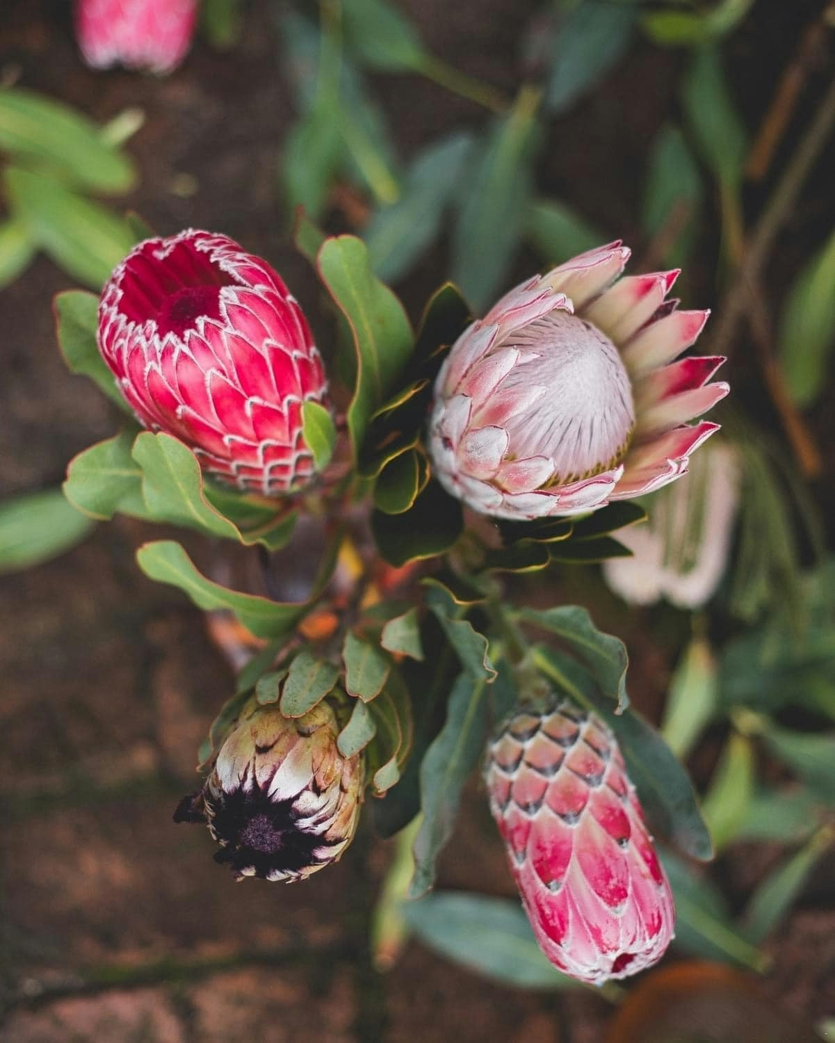 Magdala Guest Farm | LekkeSlaap