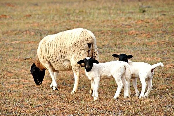 Maskam Guest Farm | LekkeSlaap