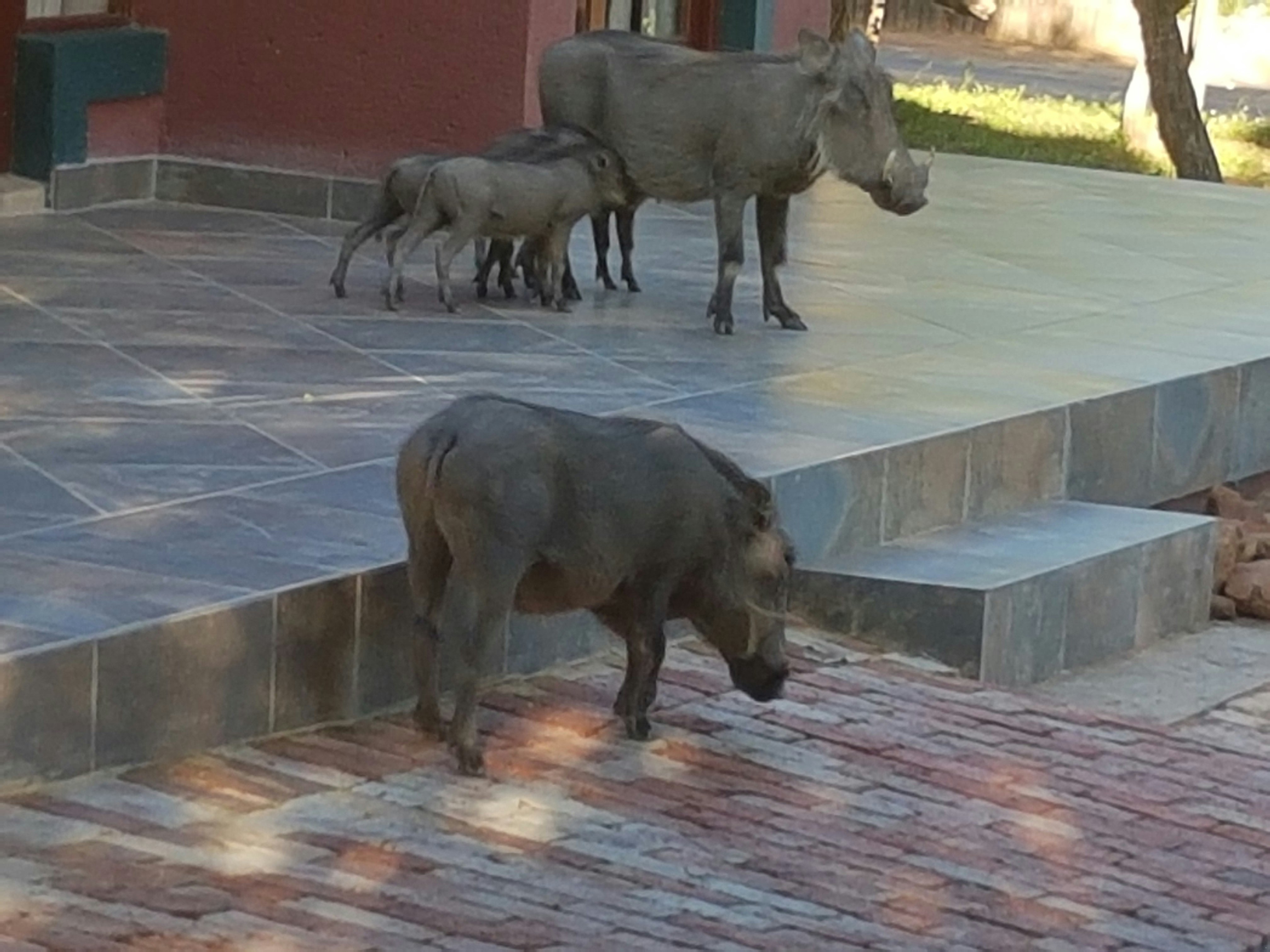 Noko Lodge Mabalingwe | LekkeSlaap