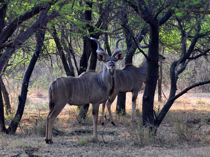 Ngombe Game Lodge | Rooms