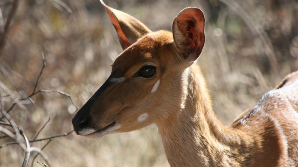 Thaba Monate Game Lodge | Rooms
