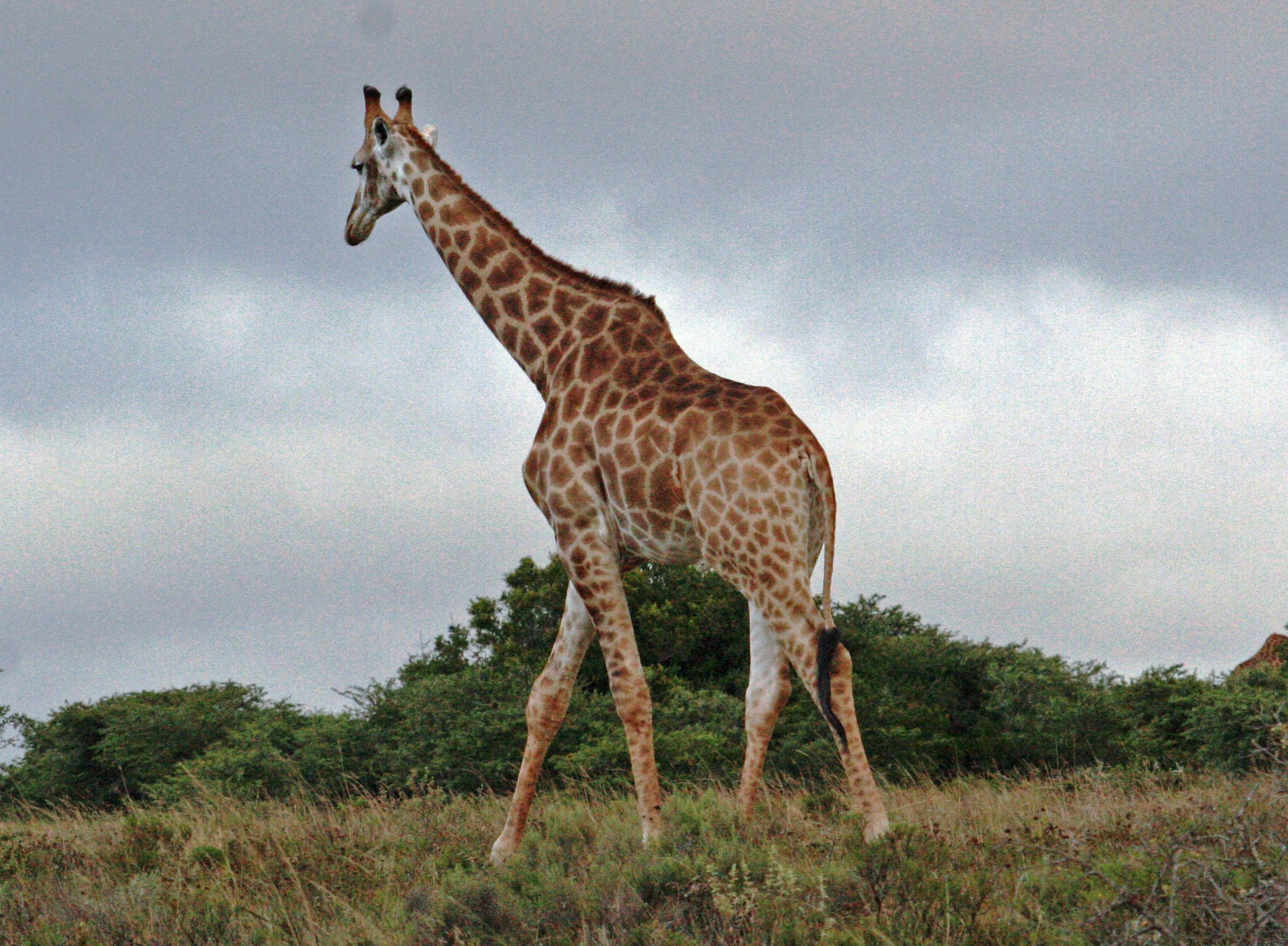 Hlosi Game Lodge - Amakhala Game Reserve | TravelGround