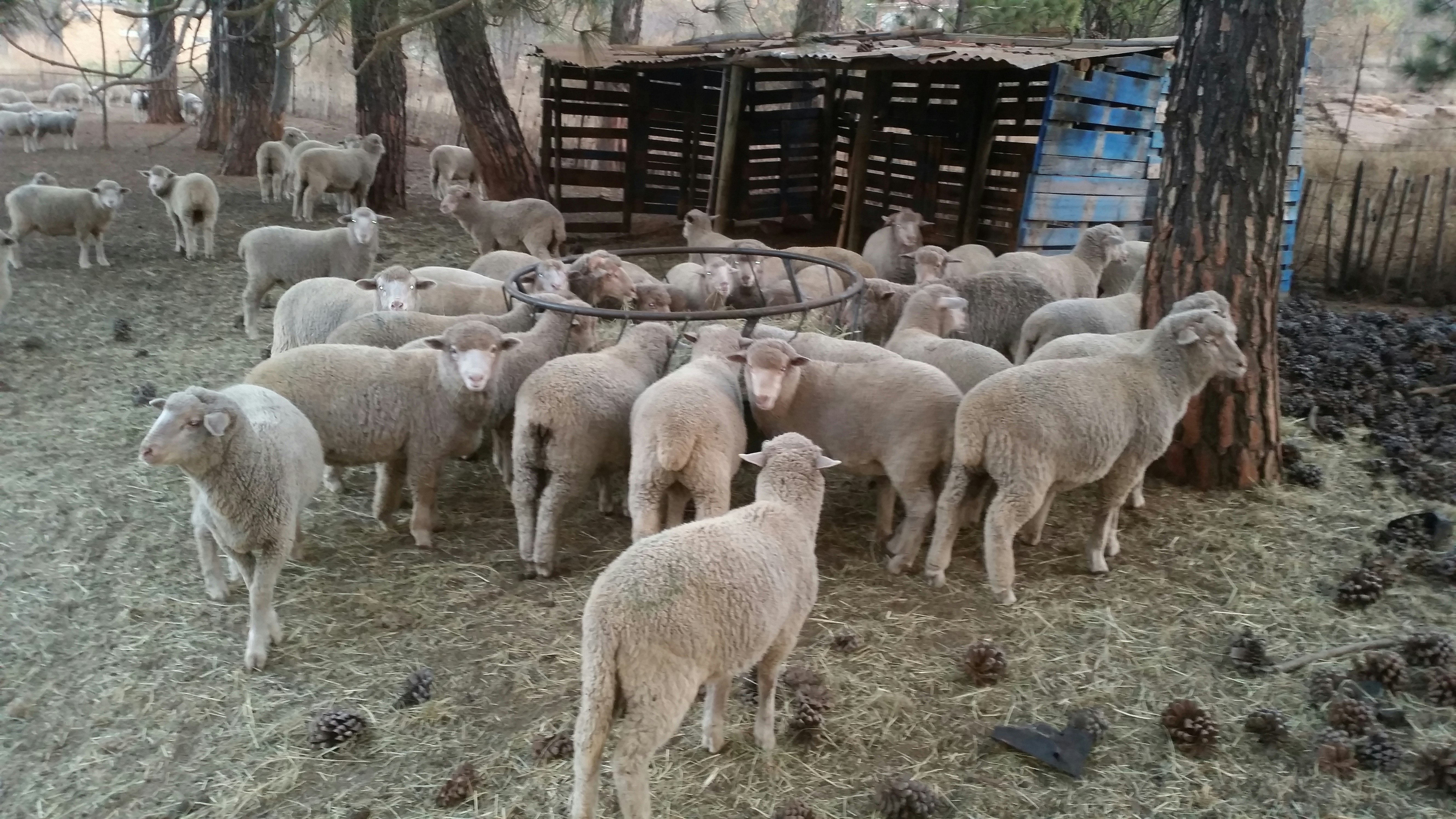 Die Skaap Kraal | Kamers