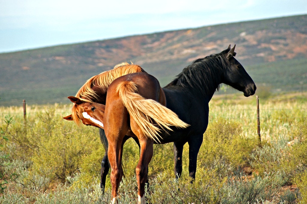 Maskam Guest Farm | LekkeSlaap