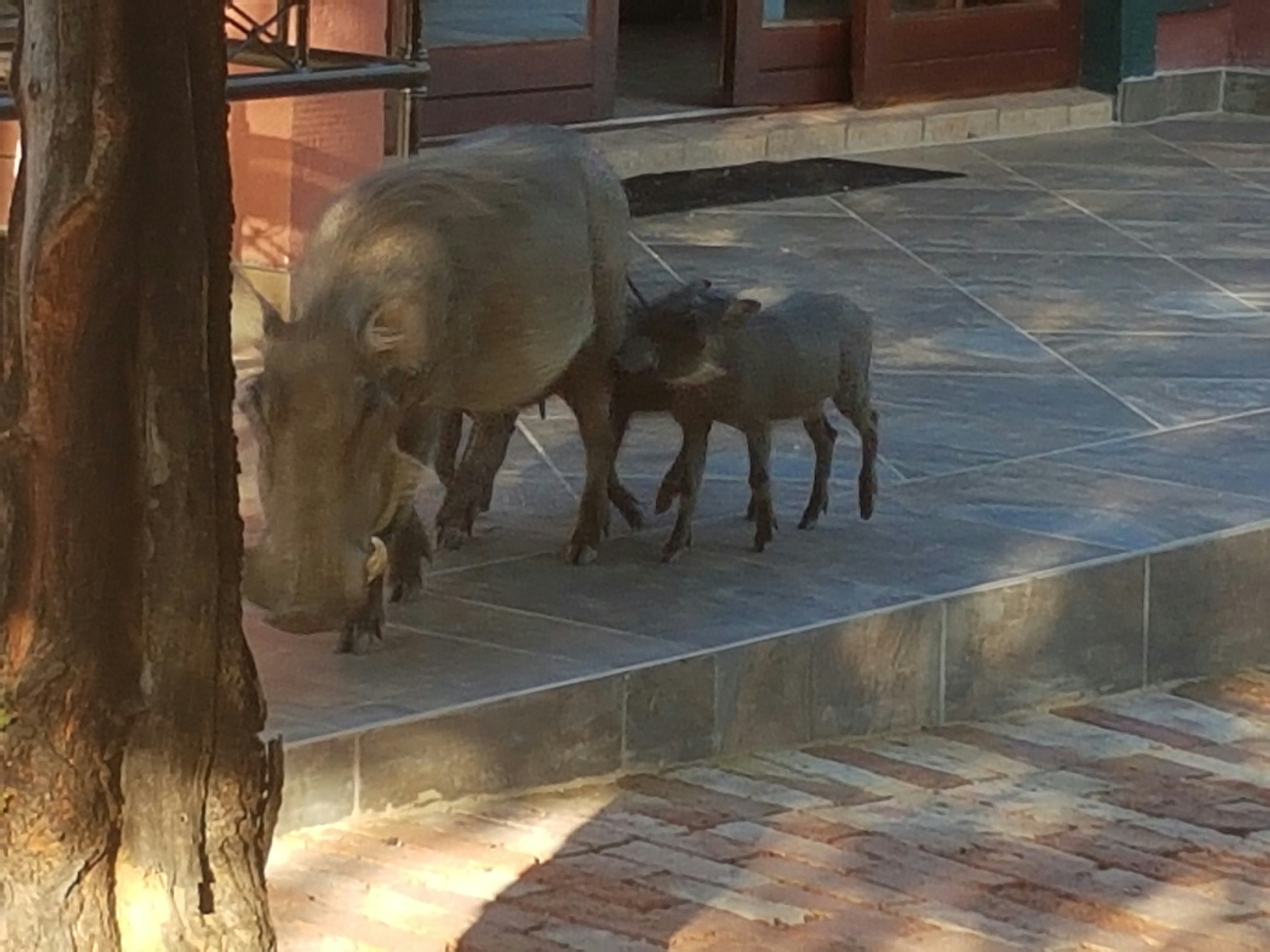 Noko Lodge Mabalingwe | LekkeSlaap