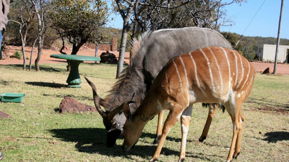 Thaba Monate Game Lodge | Rooms
