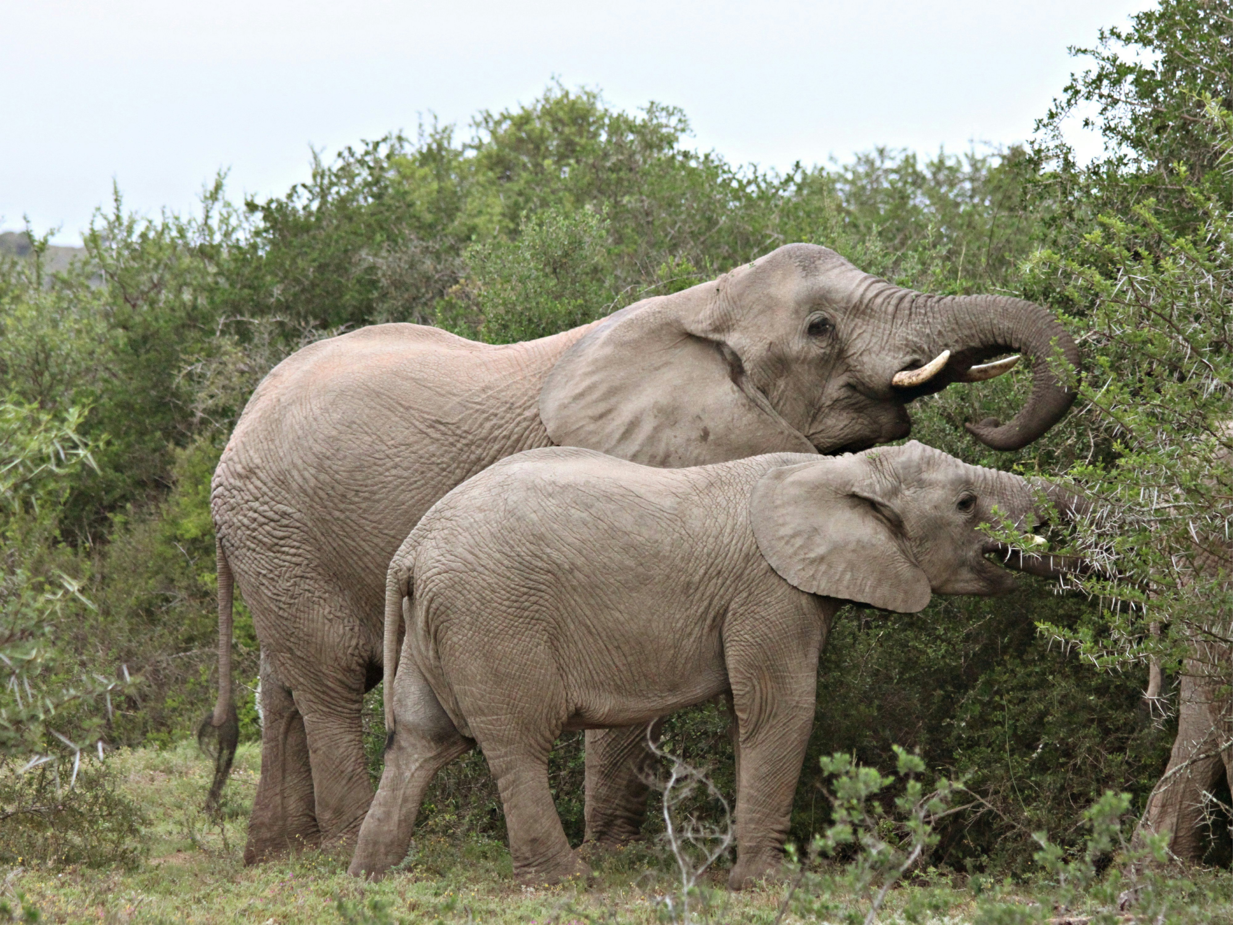 Hlosi Game Lodge - Amakhala Game Reserve | TravelGround