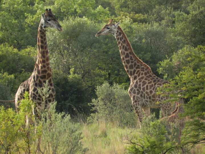 Kareekloof Game Farm | LekkeSlaap