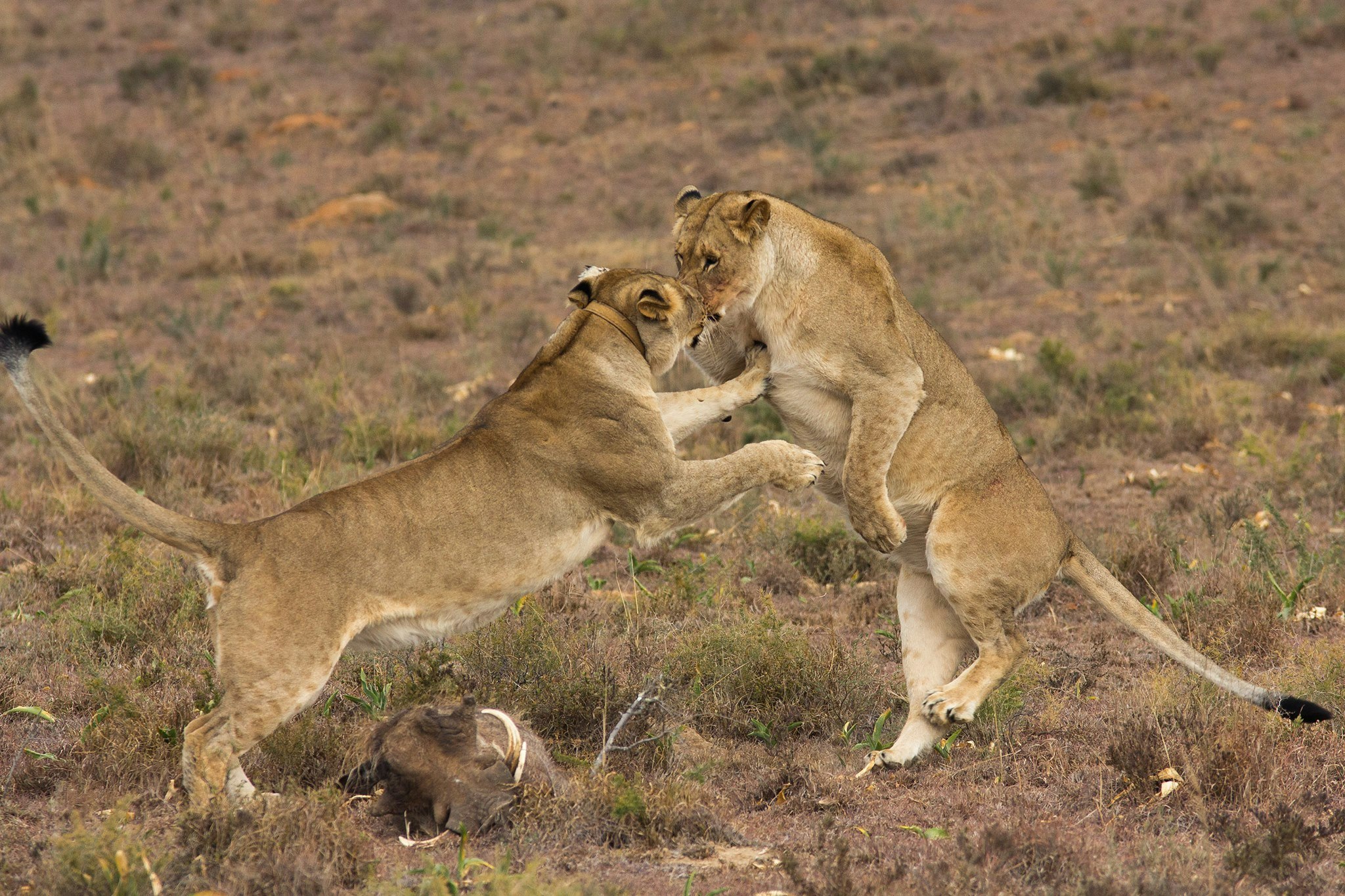 Hlosi Game Lodge - Amakhala Game Reserve | TravelGround