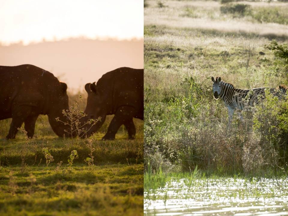 White Elephant Bush Camp & Umkhaya Cottage | LekkeSlaap