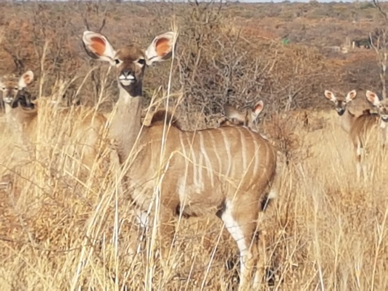 Dinokeng Game Reserve Accommodation - LekkeSlaap