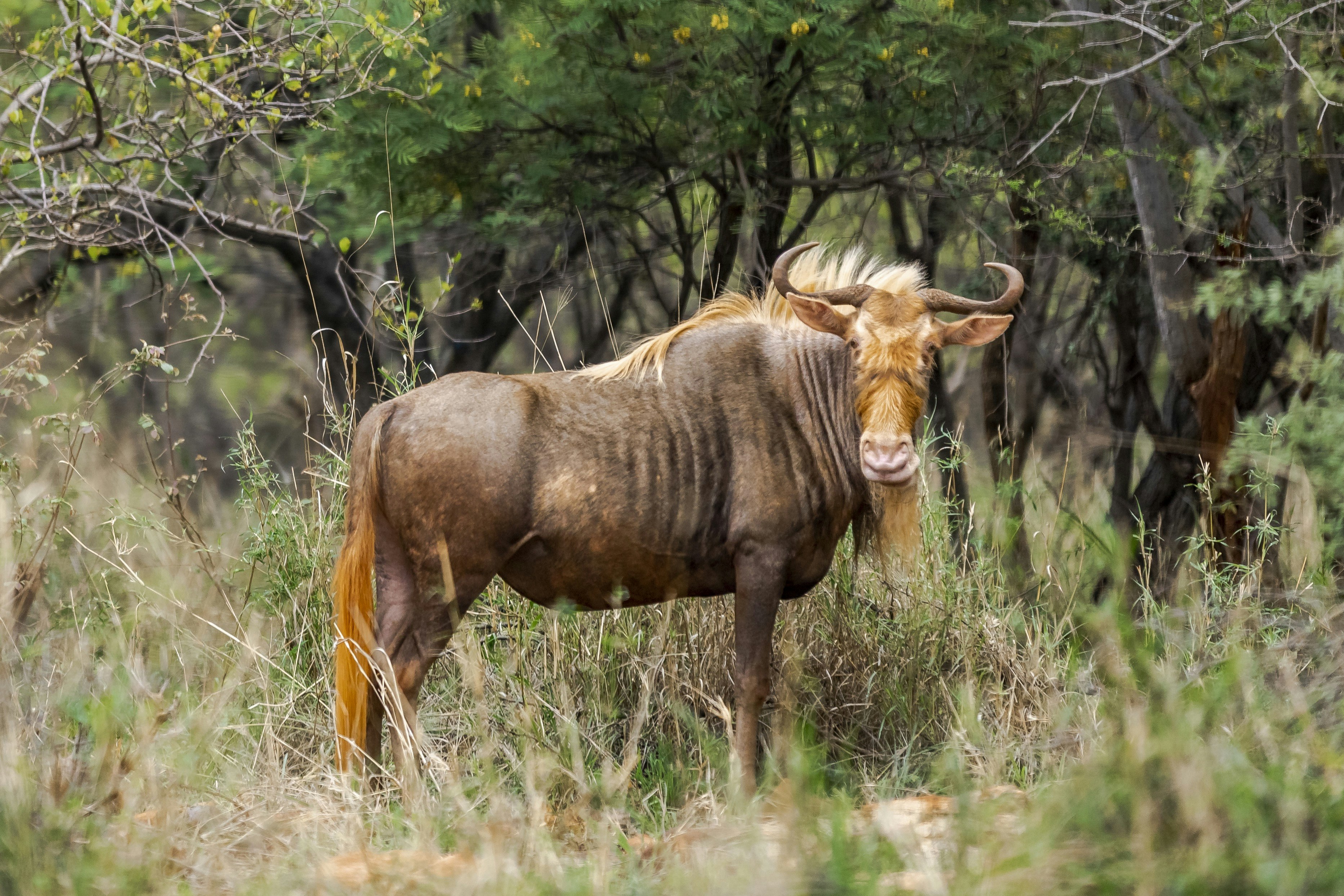 The Pods @ Thaba eNtle | LekkeSlaap