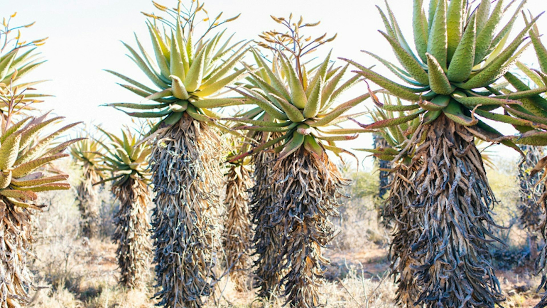 Accommodation near Botlokwa Hospital | LekkeSlaap