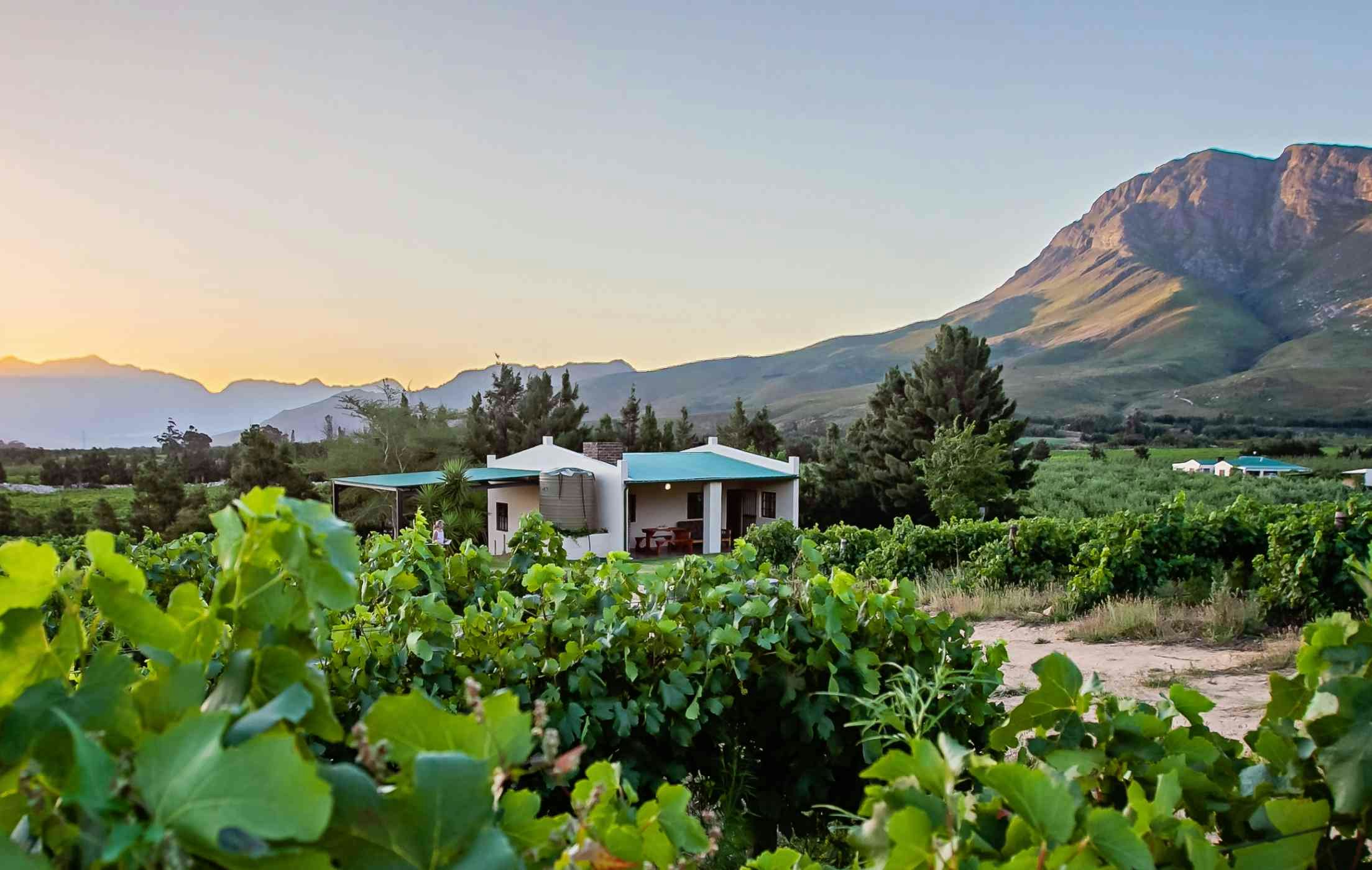 Vergenoegd Farm | LekkeSlaap