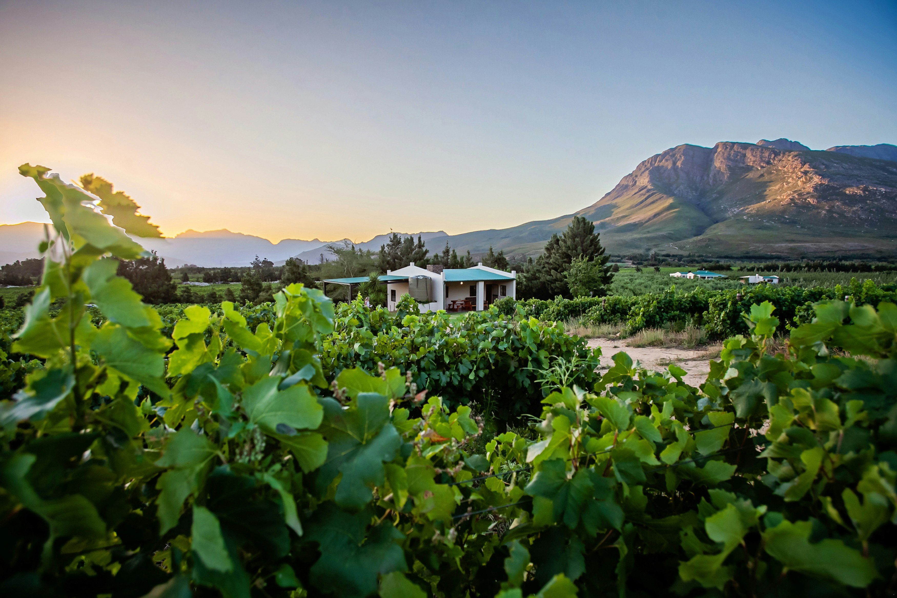 Vergenoegd Farm | LekkeSlaap