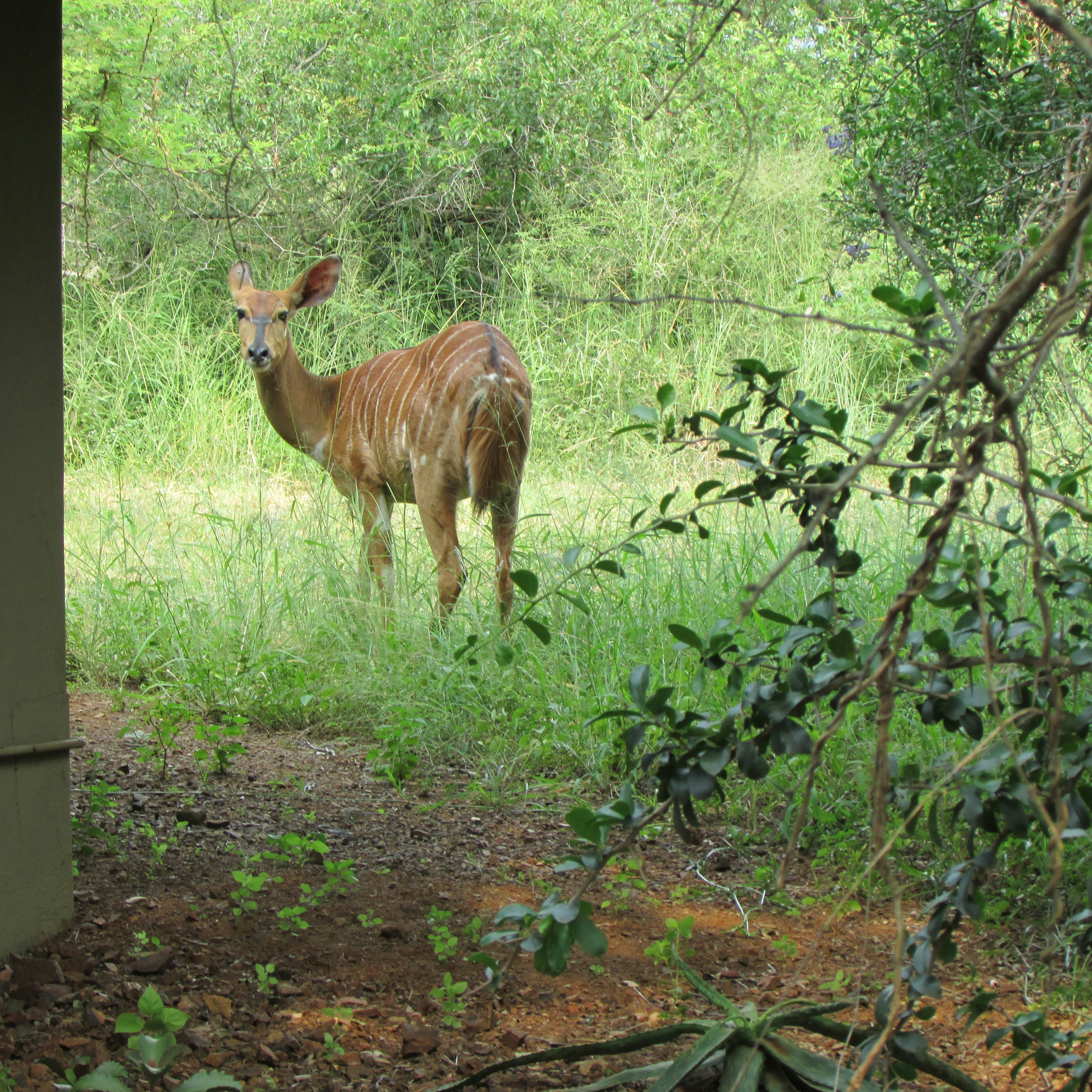 Nkonkoni Fishing Camp | Reviews