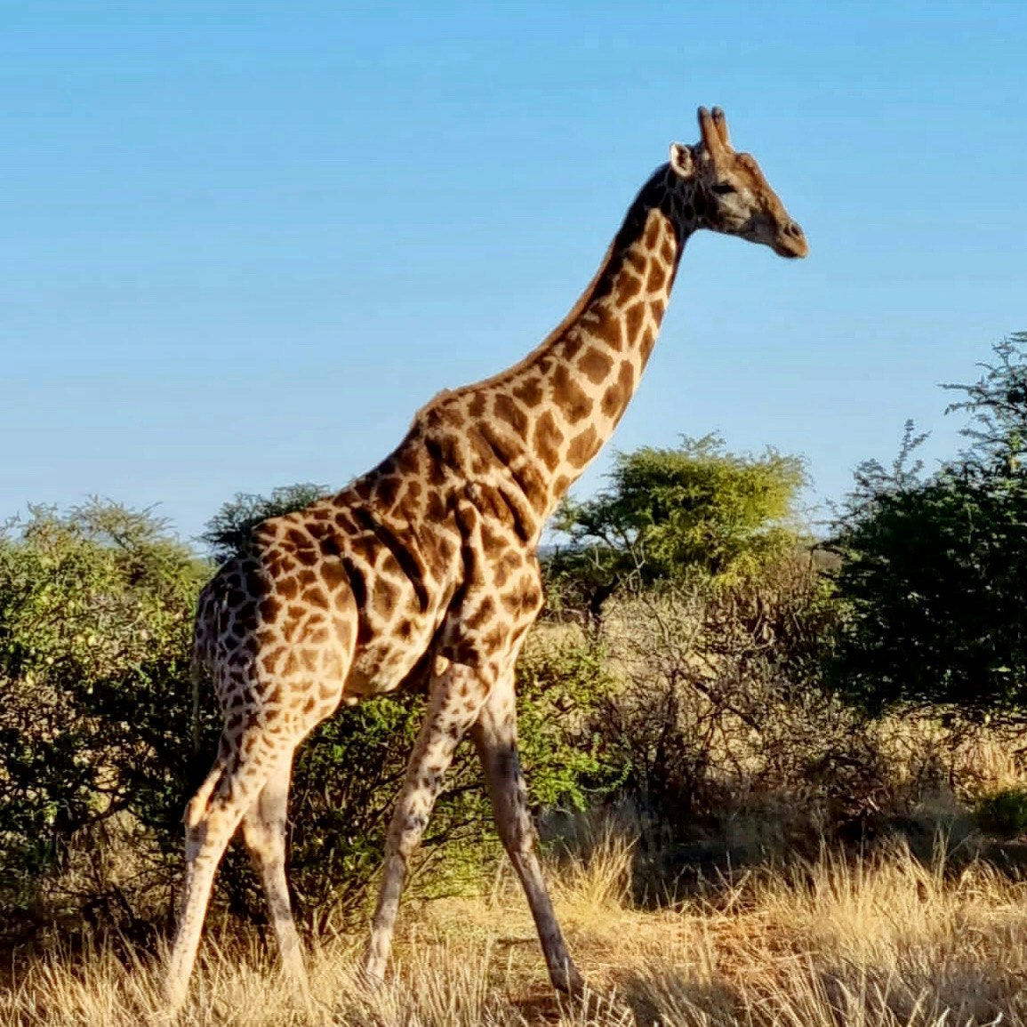 Gamagara Africa Private Nature Reserve | LekkeSlaap