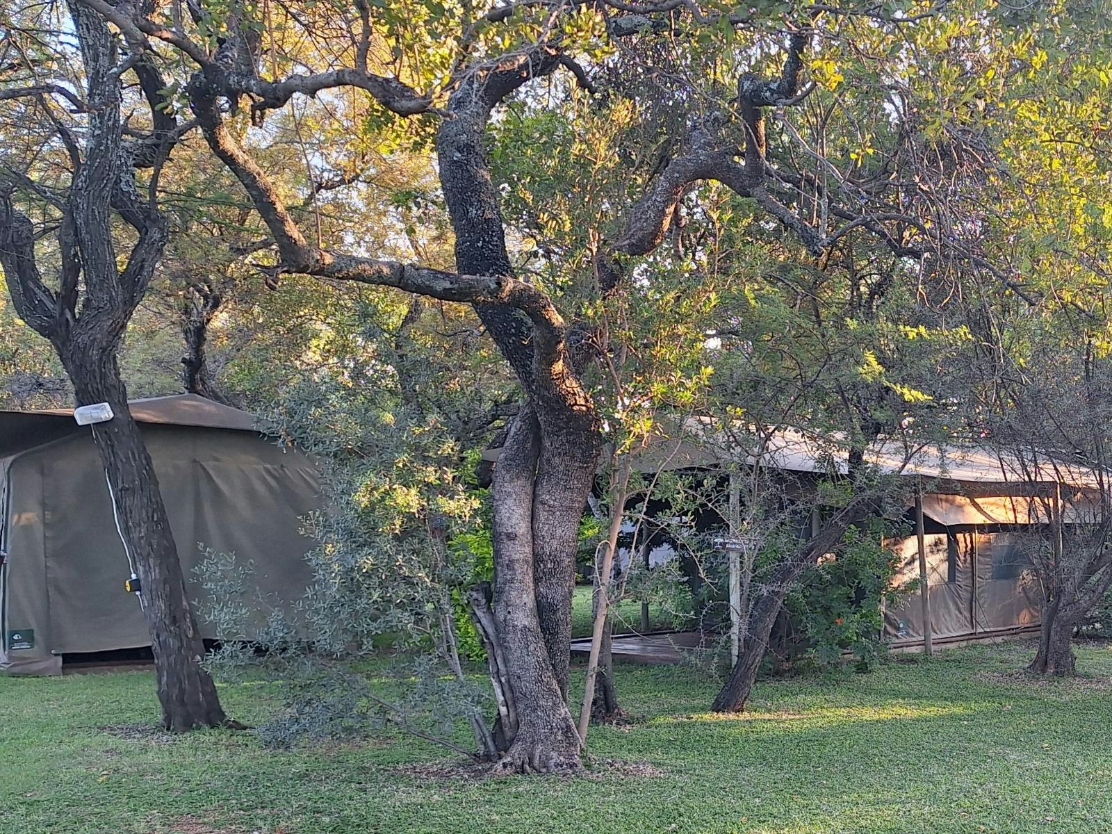 Thorn Tree Bush Camp - Tented Camps and Cabins | Rooms