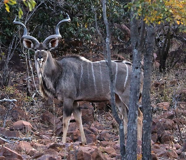 Thaba Monate Game Lodge | LekkeSlaap