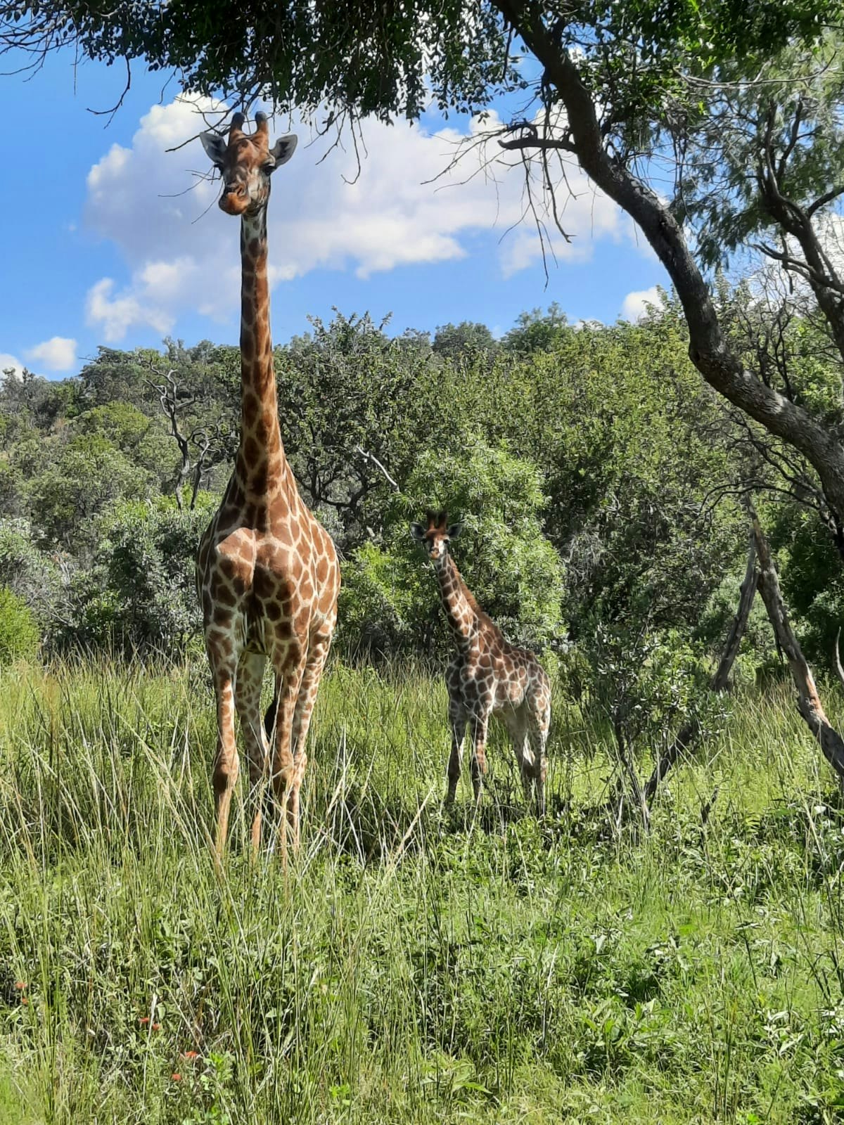 Bosveld Wegbreek Safaris | LekkeSlaap