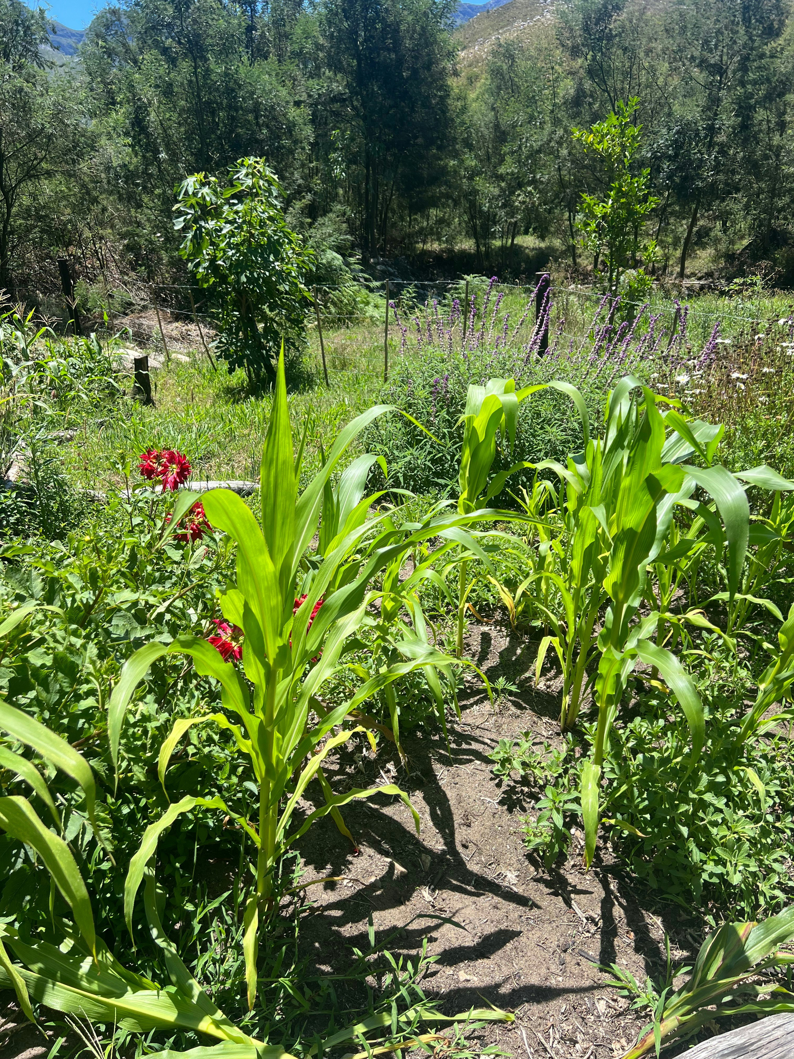 Kromrivier Farm Dam Campsite | TravelGround