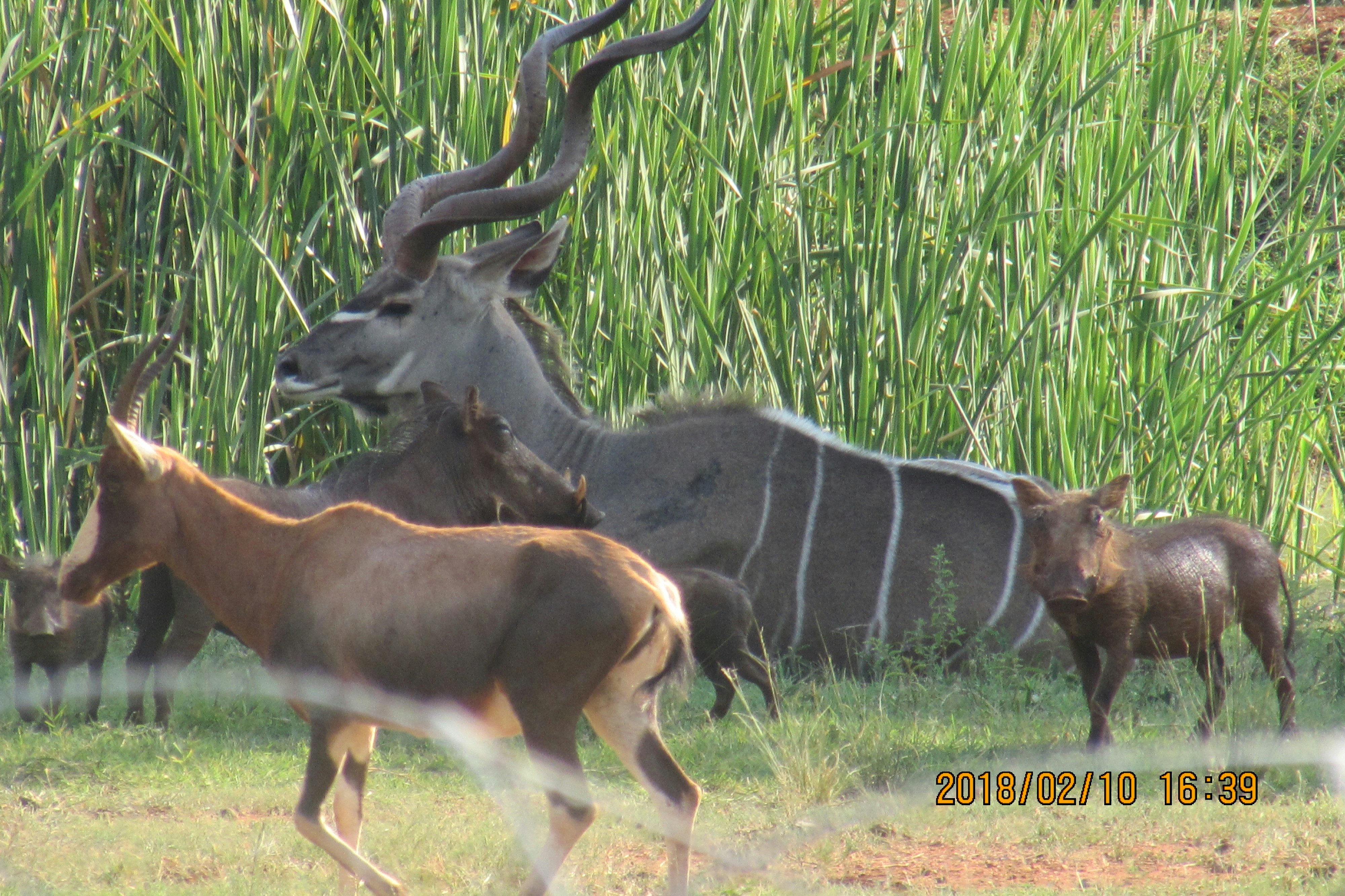 Ngombe Game Lodge | Rooms